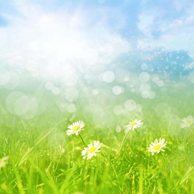 Spring or Summer Nature Background with Blooming White Flowers and Fly ...