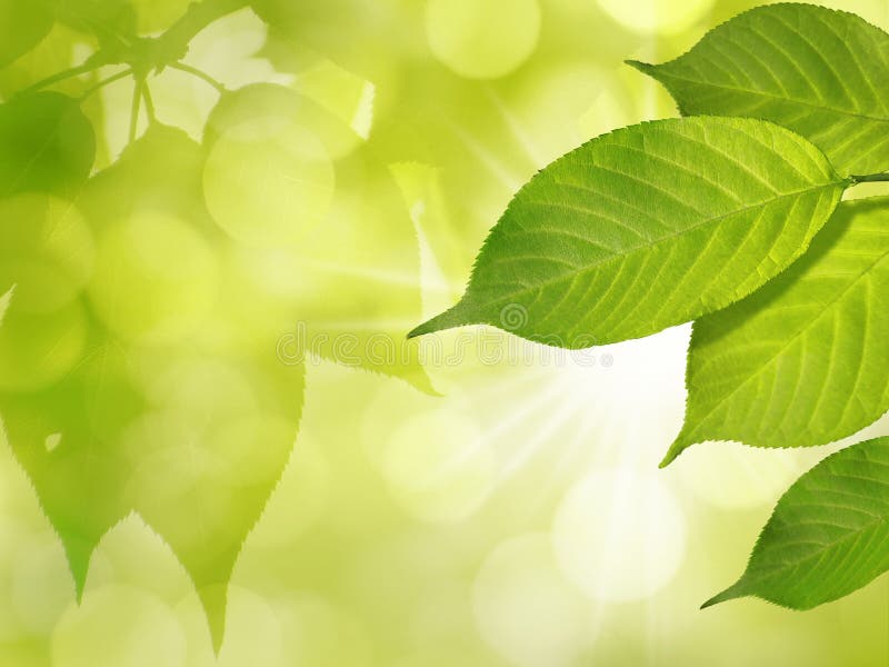 Spring and Summer Background Stock Image - Image of background, light ...