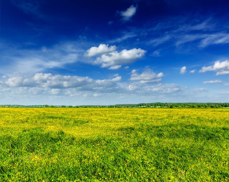 Spring Summer Background - Blooming Field Meadow Stock Image - Image of ...