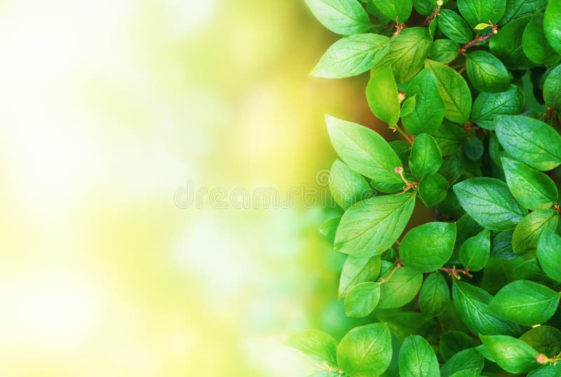 Spring Summer Background with Fresh Green Leaves Stock Photo - Image of ...