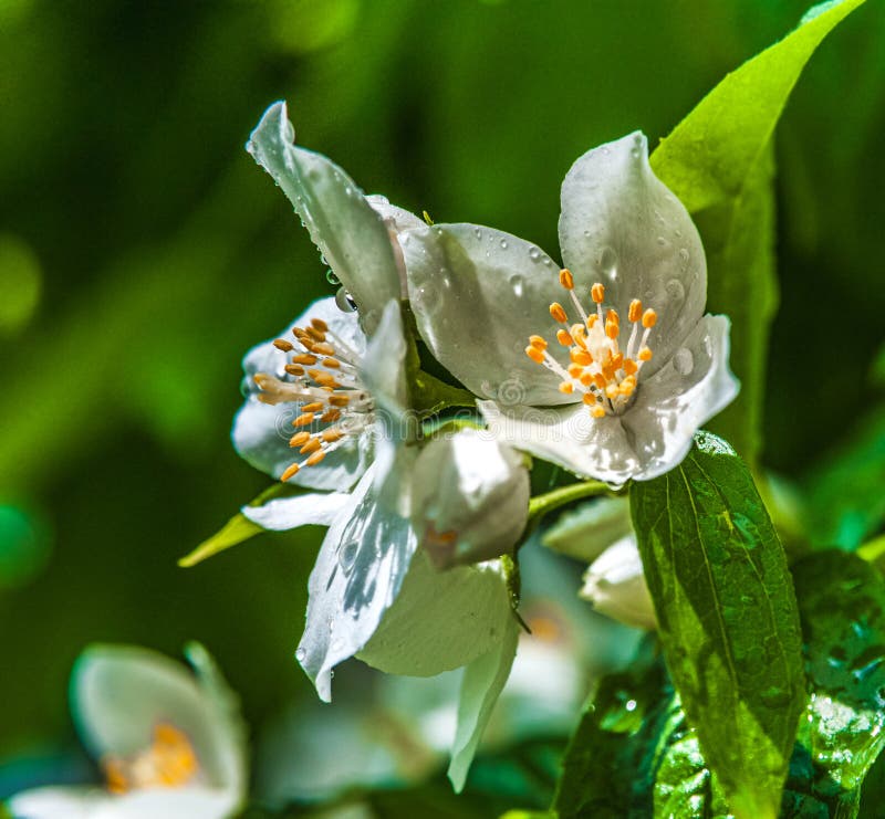 Spring, Summer Background.Jasmine Flowers after Rain in Raindrops.the ...