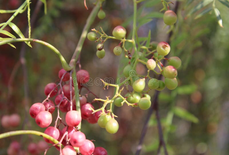 Spring / Summer Colors. Small Red Forest Fruits. Stock Photo - Image of ...