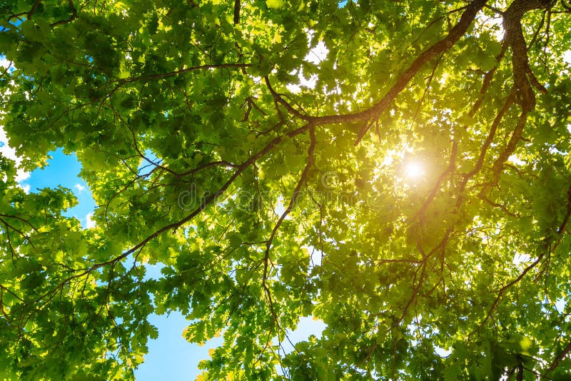 Spring Summer Concept Background. Variety Crowns of the Trees in the ...