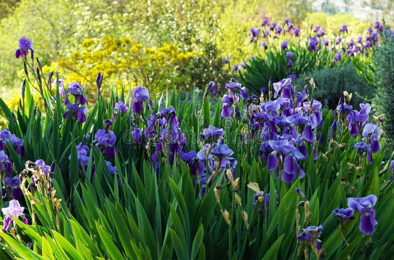 Spring or Summer Day in a Garden. Stock Image - Image of blossoming ...
