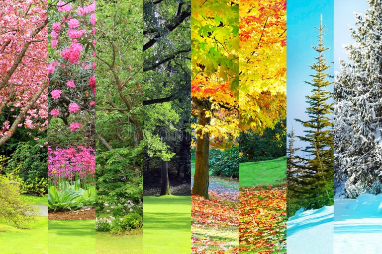 207 Four Seasons Maple Trees Stock Photos - Free & Royalty-Free Stock ...