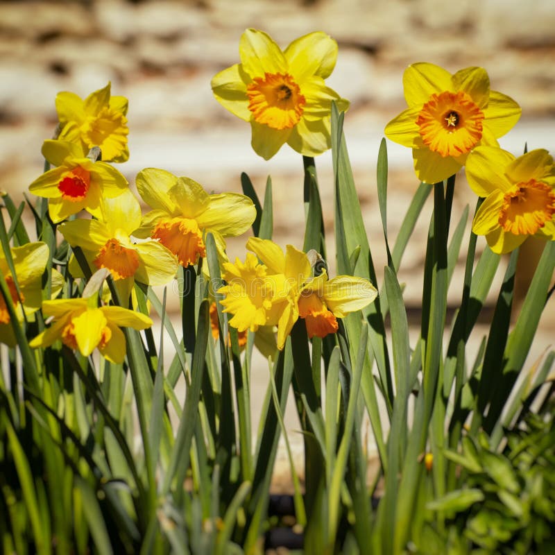 Spring and Summer Flower stock image. Image of outdoors - 86491699