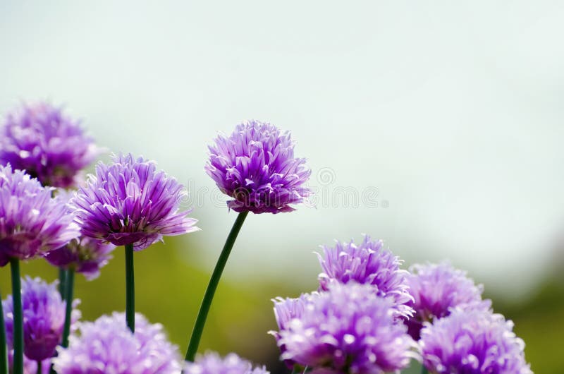 Spring and Summer Flower stock image. Image of colorful - 86491701