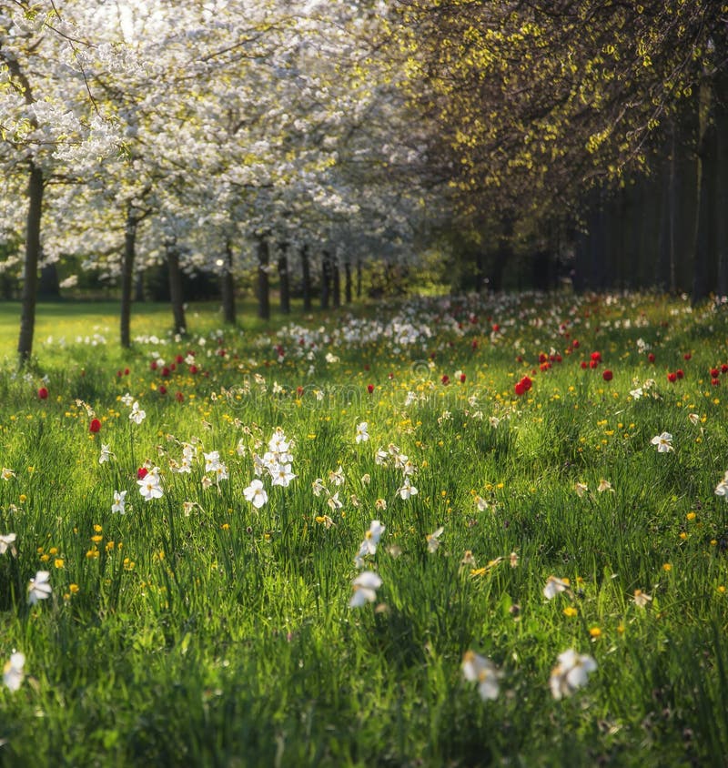 Spring Summer Flower Meadow Landscape in Dappled Sunlight Stock Image ...