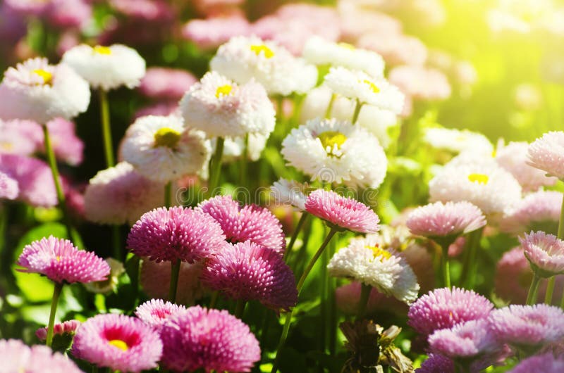 Spring or Summer Flower stock image. Image of plant, shine - 40930501