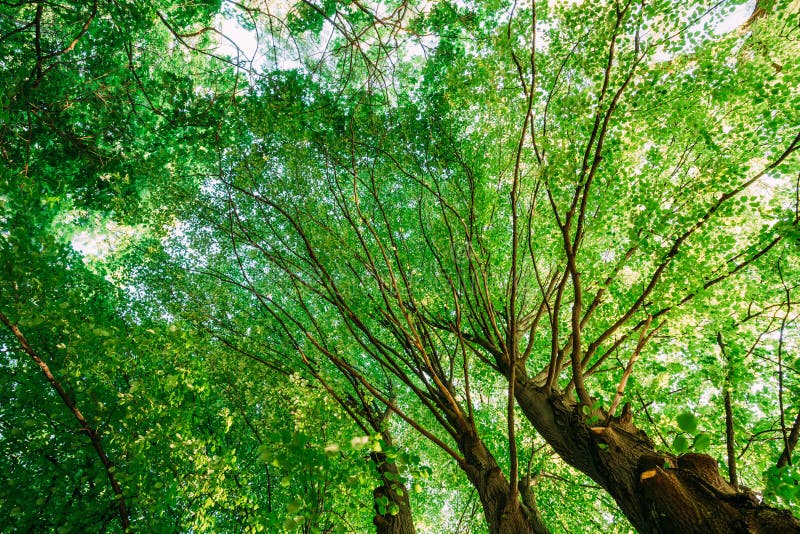 Spring Summer Green Canopy of Tall Trees. Deciduous Forest, Summ Stock ...