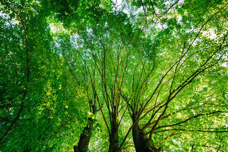 Green canopy stock image. Image of leaves, sunlight, chilly - 99105325