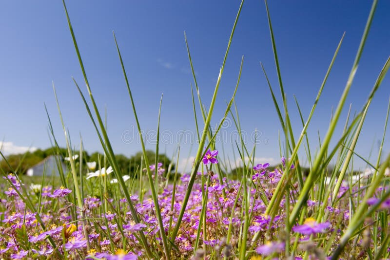 Spring Summer Happy Flower 07 Stock Image - Image of field, green: 703883