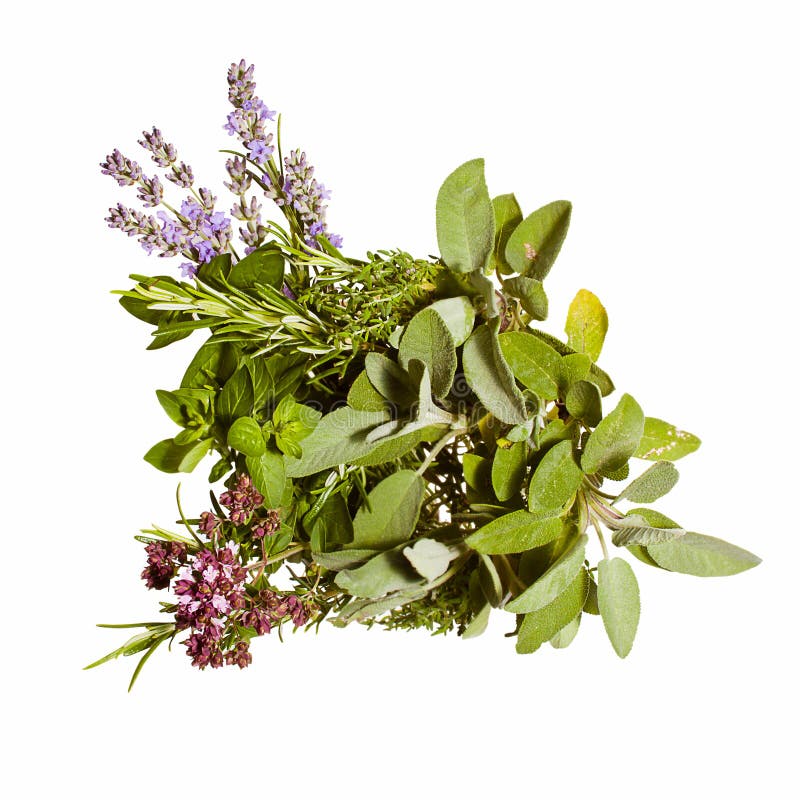 Spring and Summer Herbs Isolated on White Stock Image - Image of branch ...