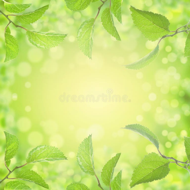 Spring Summer Leaves Background with Sun Light and Bokeh Stock Photo ...