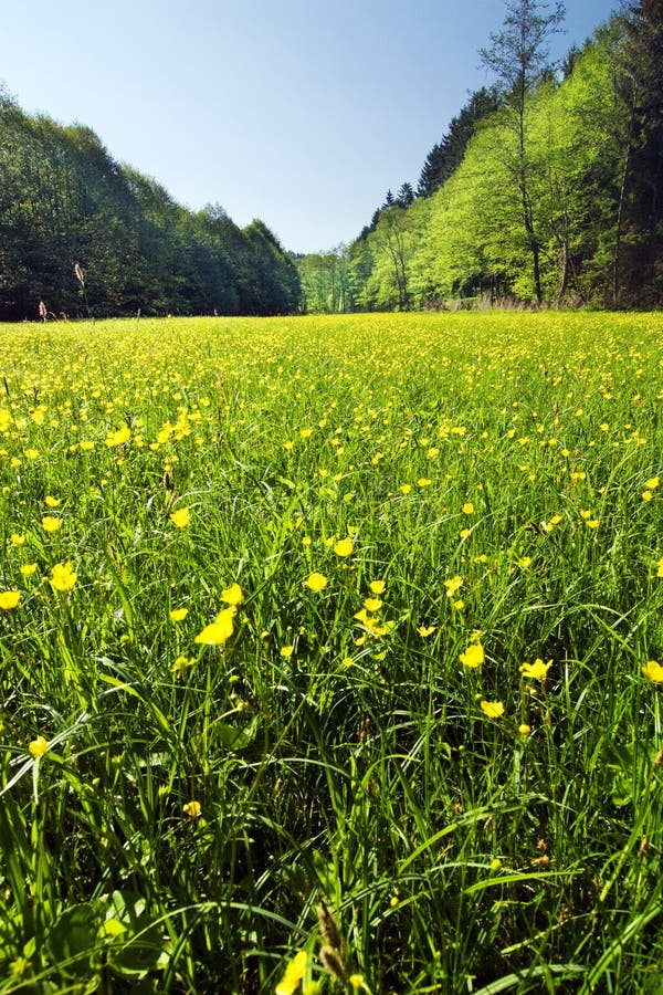 Spring/summer meadow stock image. Image of grass, nature - 24899535