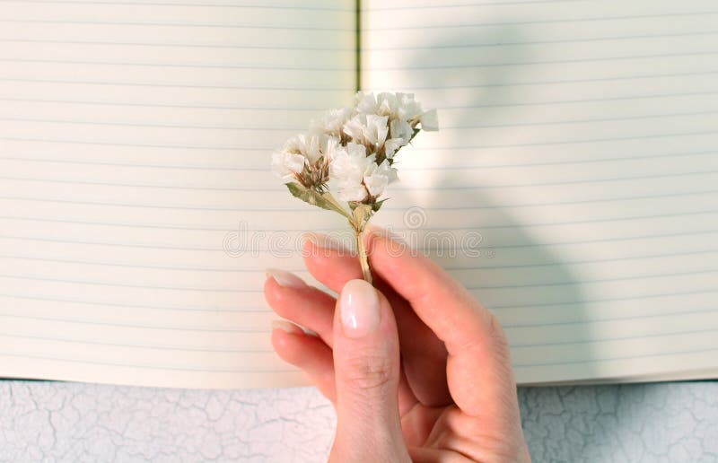Spring or Summer Mood Concept with Beautiful White Flower in Female ...