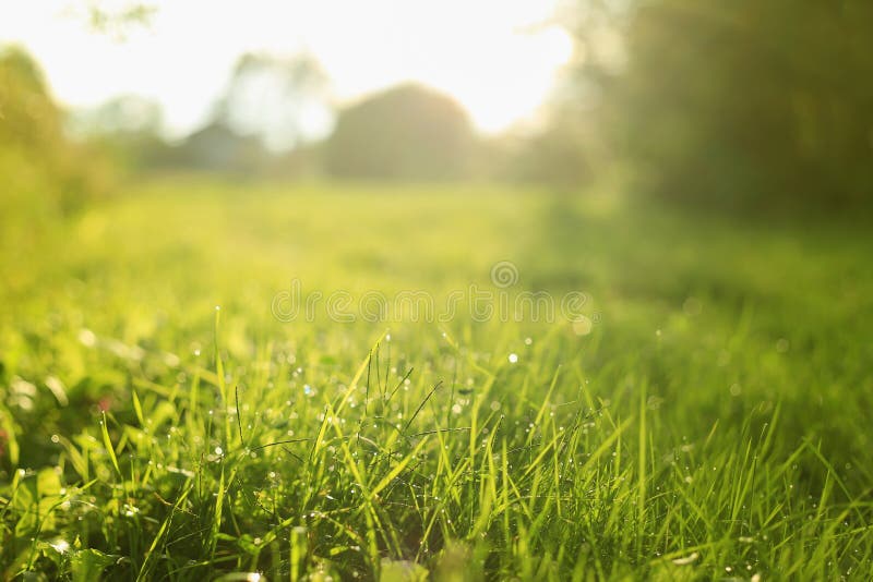 Spring or Summer Nature Background Stock Photo - Image of spring ...