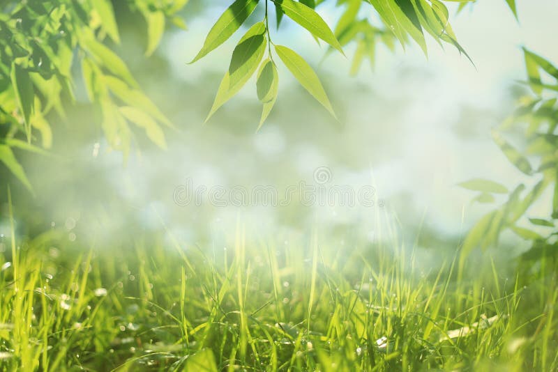 Spring or Summer Background, Green Tree Leaves Frame Stock Photo ...