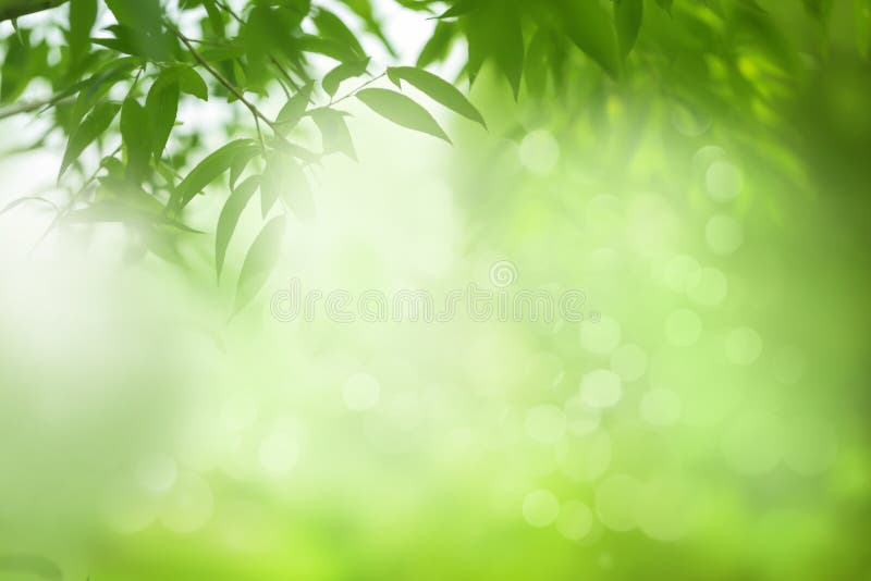 Spring or Summer Nature Background, Green Tree Leaves Frame Stock Image ...