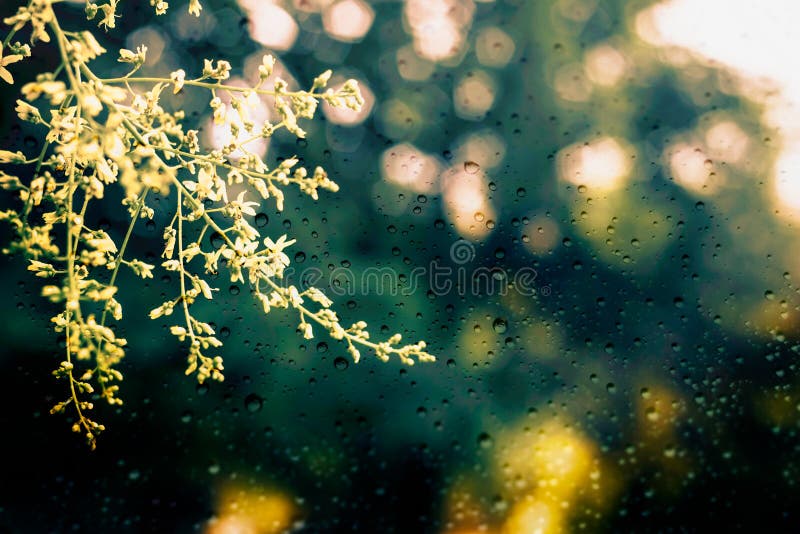 Condensation on a Windowpane, Spring Background Stock Photo - Image of ...