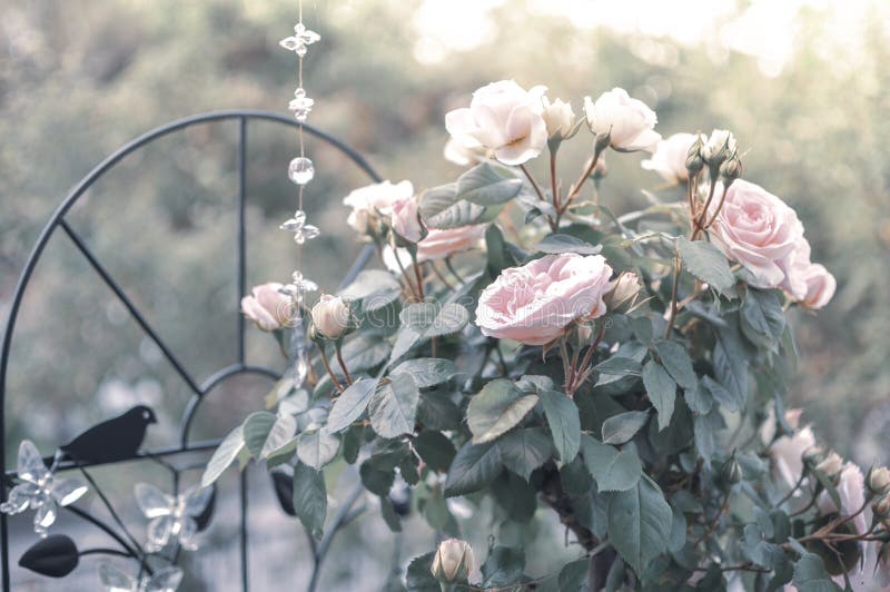 Spring or Summer Pale Pink Roses, Blooming Outdoors Stock Photo - Image ...