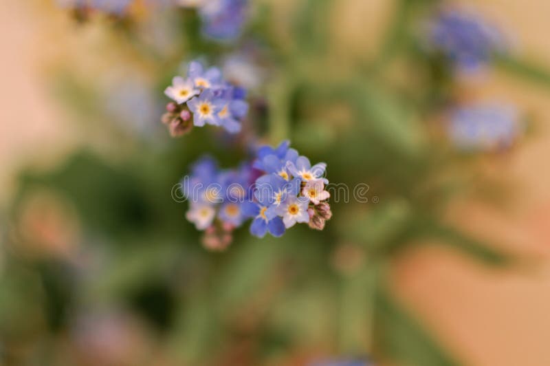 Spring or Summer Seasonal Tiny Blue Flowers, Blooming Outdoors Stock ...