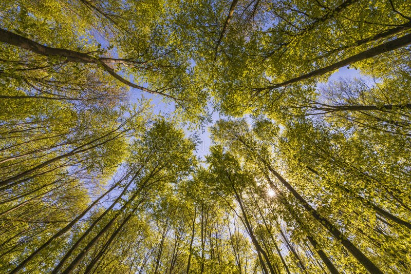 Sun Shining through Canopy of Tall Trees Stock Image - Image of wood ...