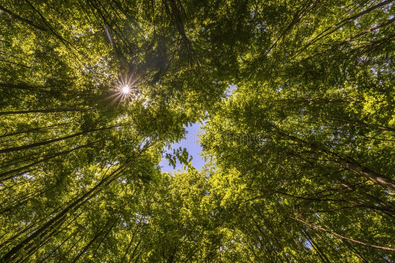 Spring Sun Shining through Canopy of Tall Trees Stock Image - Image of ...
