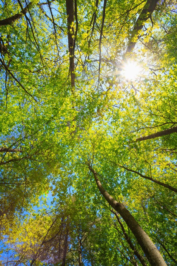 Spring Summer Sun Shining through Canopy of Tall Trees Woods. Up Stock ...