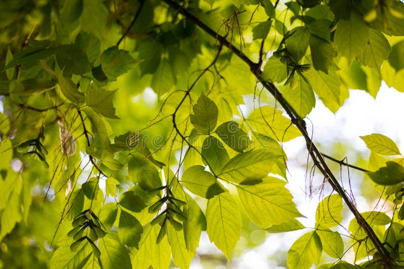 Spring and Summer Sunlights Brings from Fresh Green Lieves Usefull for ...