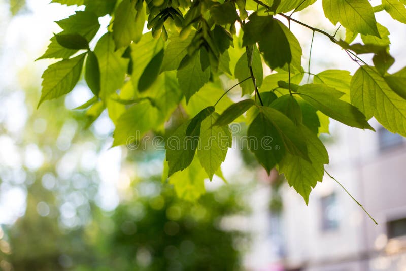 Bright Lieves Stock Photos - Free & Royalty-Free Stock Photos from ...