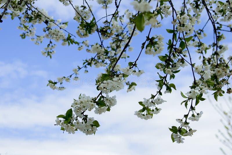 Spring , Sun, Blue Sky, the Tree Bloomed Stock Photo - Image of leaves ...