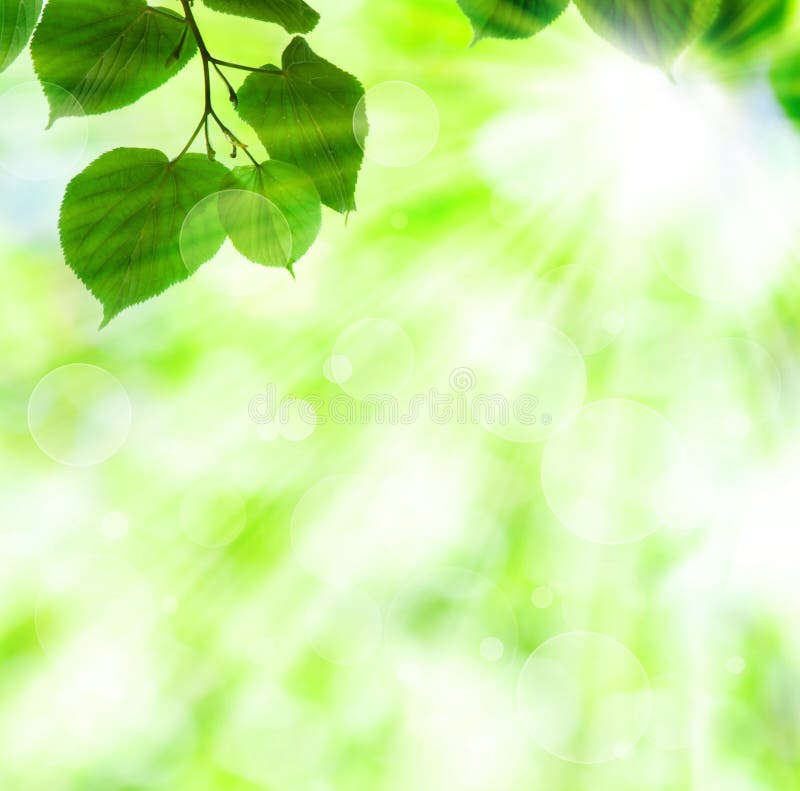 Sun Rays through Tree Branches Stock Image - Image of bright, tree: 5668309
