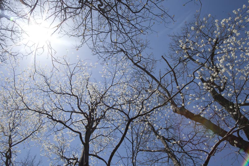 Spring Sun stock image. Image of horizontal, blossoming - 50856859