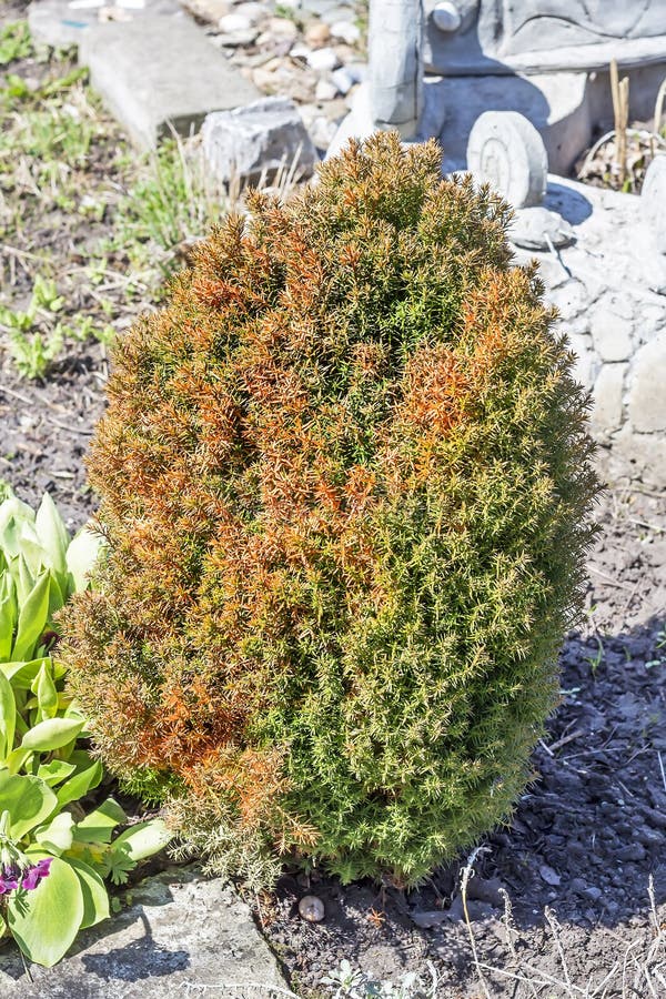The Spring Sun Burns the Juniper Stock Photo - Image of garden, burn ...