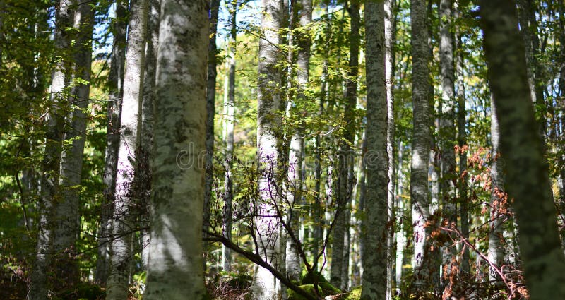 The Spring Sun in the Forest Stock Photo - Image of biking, amazonas ...