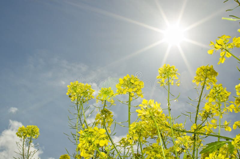 Spring sun light stock photo. Image of shine, sinapis - 30583878