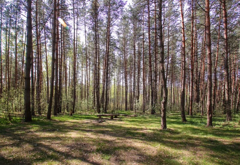 Spring Sun Magic Bright Forest Beautiful Sunny Blue Sky Stock Image ...