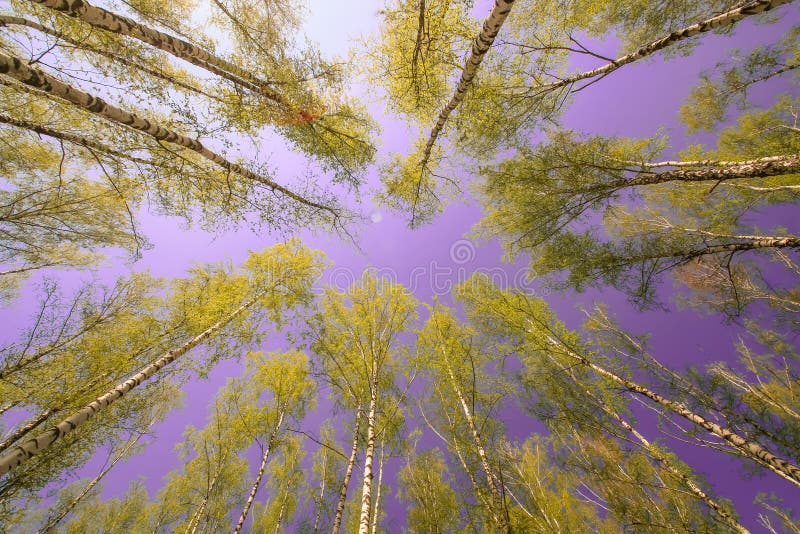 Spring Sun Magic Bright Forest Beautiful Sunny Blue Sky Stock Image ...