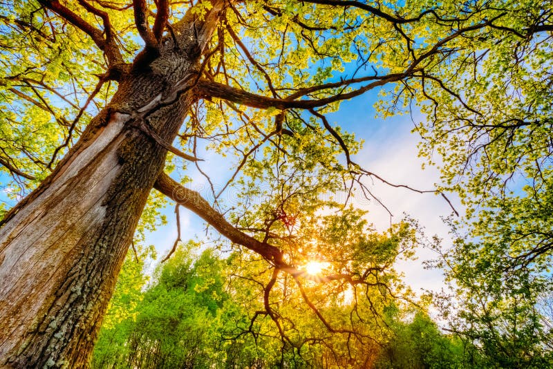 Spring Sun Shining through Canopy of Tall Oak Stock Photo - Image of ...