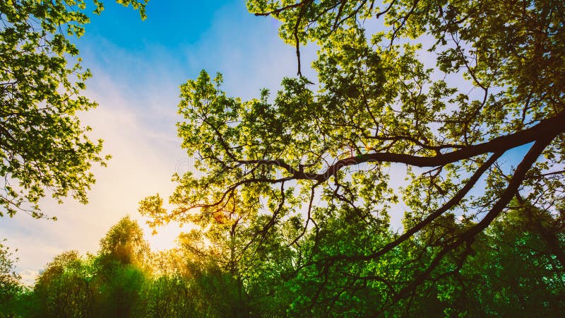 Spring Sun Shining through Canopy of Tall Oak Stock Image - Image of ...