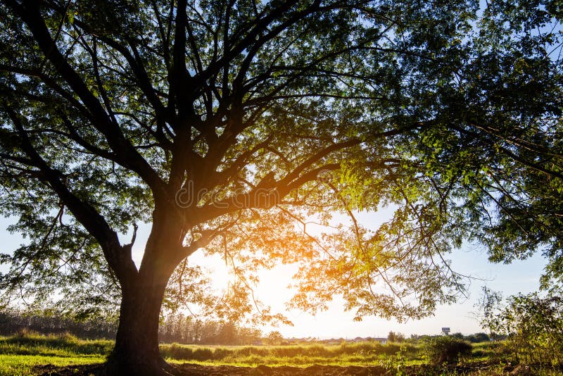 Spring Sun Shining through Canopy of Tall Tree. Stock Image - Image of ...