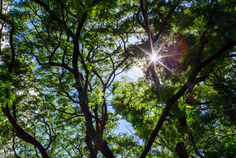Spring Sun Shining through Canopy of Tall Tree Stock Image - Image of ...
