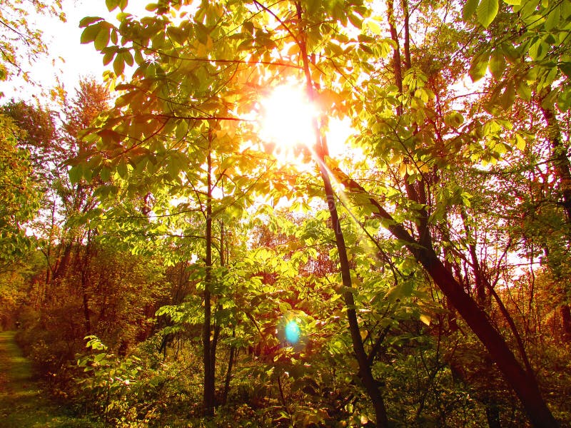 Spring sun stock image. Image of spring, meadow, leaves - 80042639