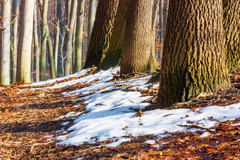 Spring thaw stock photo. Image of tree, nature, april - 29705944