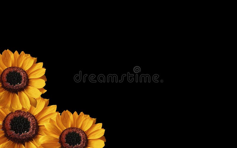 Spring Sunflower with Border Frame. Floral Banner Border Copy Space ...