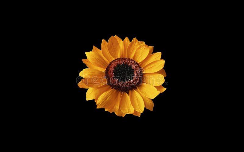 Spring Sunflower with Border Frame. Floral Banner Border Copy Space ...