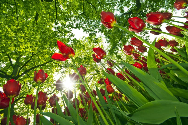 In Spring Sunlight stock image. Image of garden, famous - 40648853