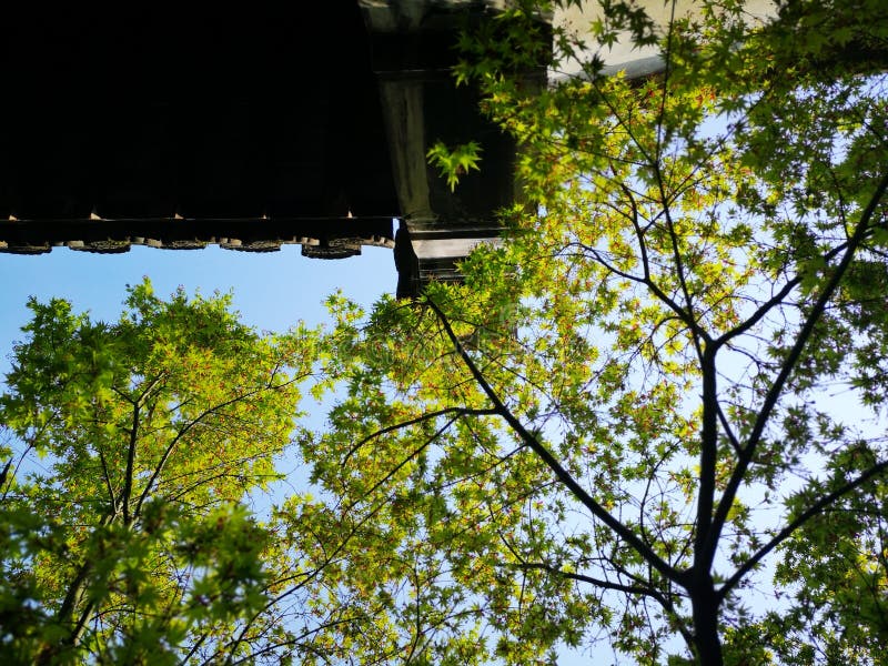 Sunlit is Covering the Fresh Leaves Stock Image - Image of active ...