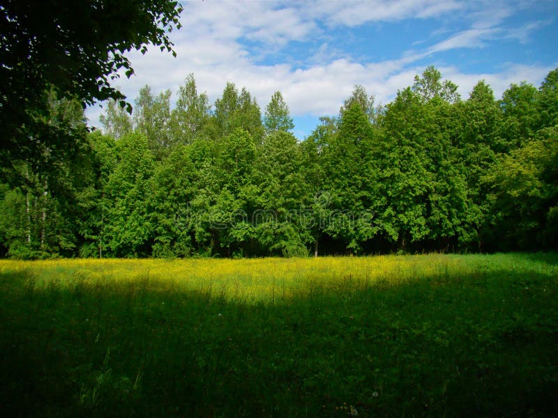 Spring sunlit meadow stock photo. Image of summer, green - 111705444